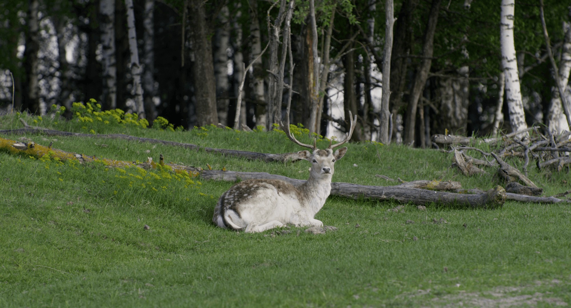 Septembrī ar filmu programmu atgriežas Dokumentālo filmu forums | Splendid Palace